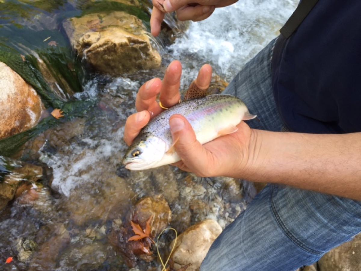 Fly Fishing tour at the Taurus Mountains from Side - Vigo Tours